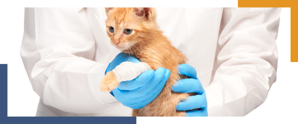 Choosing the Right PPE for Veterinary Safety - NorthStarlight, LLC
